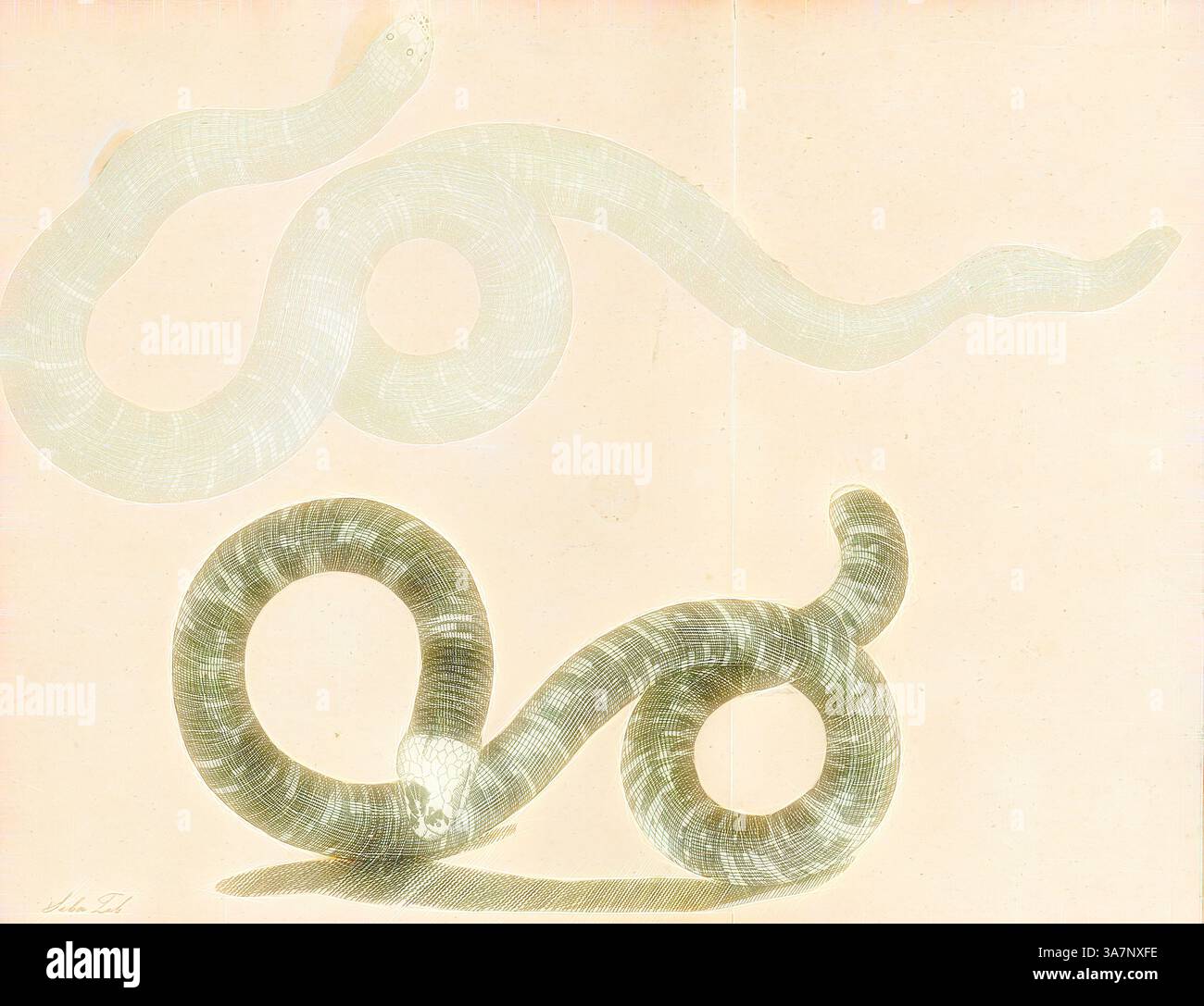 Elegant depiction of two serpentine forms hi-res stock photography and ...