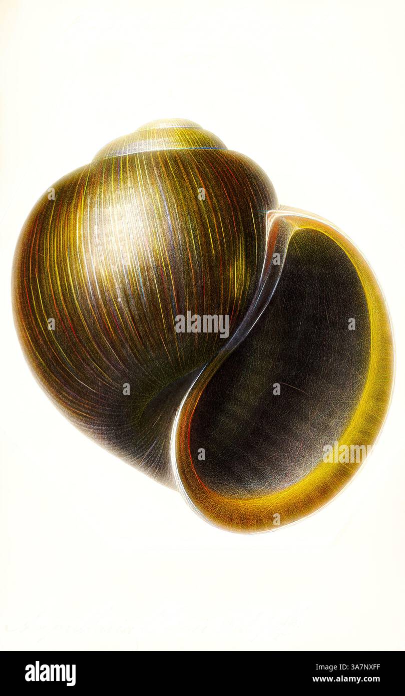 An intricately detailed shell showcasing vibrant hues and smooth lines ...