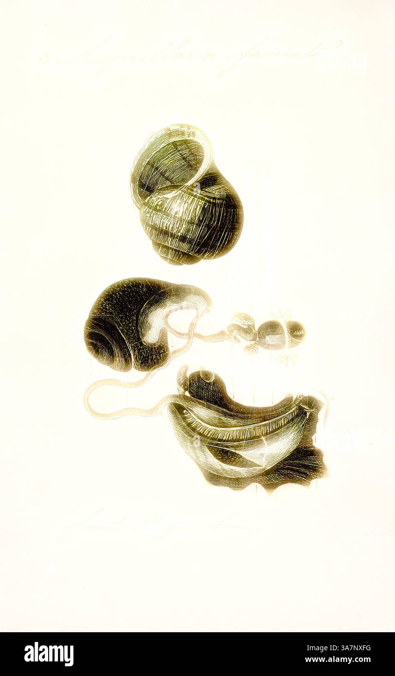 A collection of intricately detailed shell forms, showcasing their ...