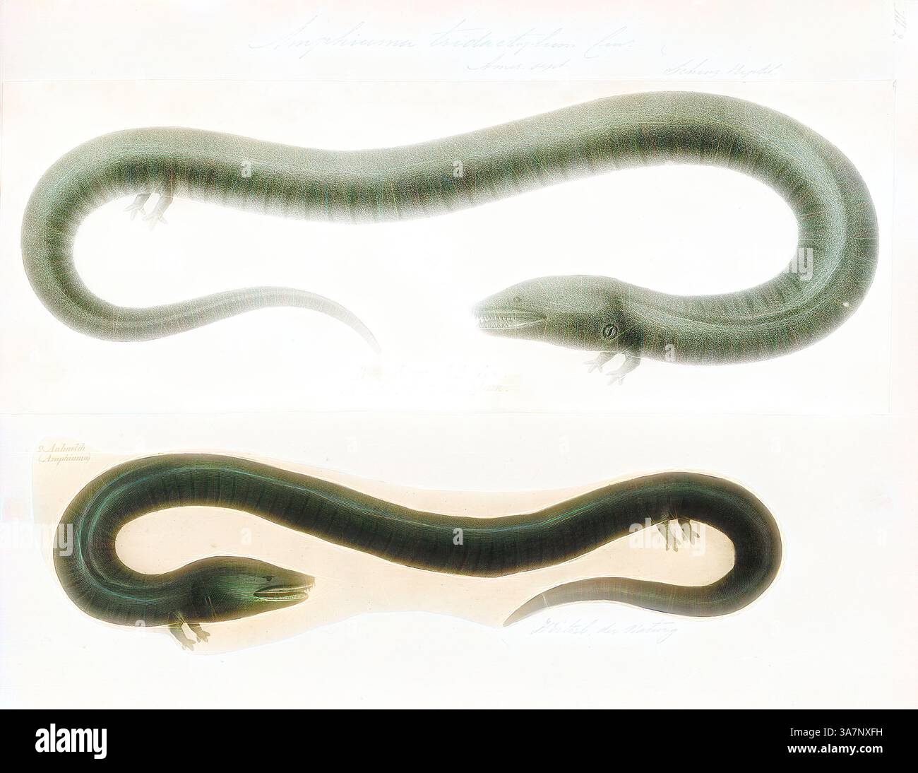 A detailed illustration showcasing two elongated eels, each featuring a ...