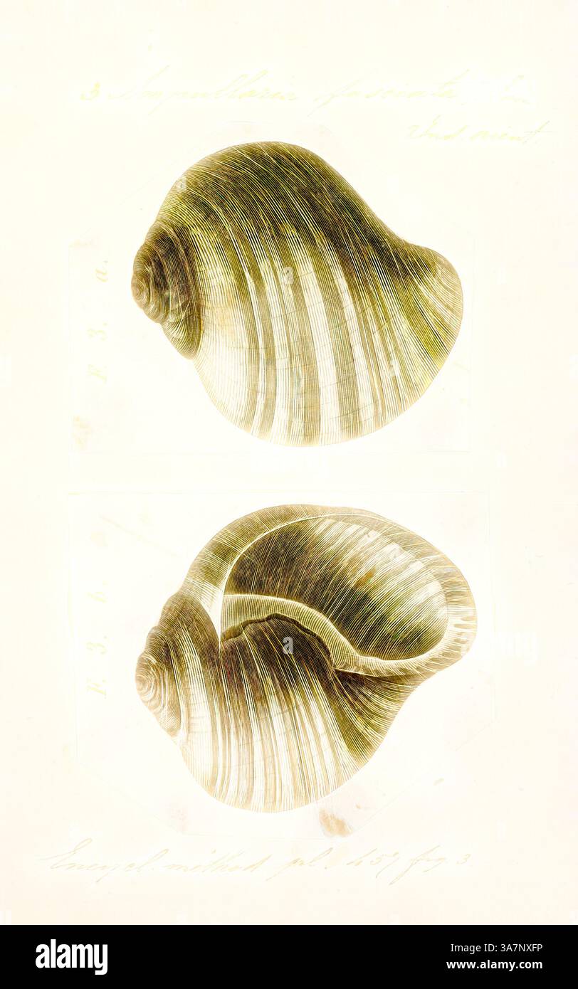 A beautifully detailed illustration of two seashells, showcasing their ...
