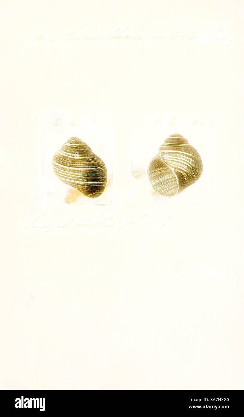 A detailed illustration featuring two distinct shell specimens, each ...