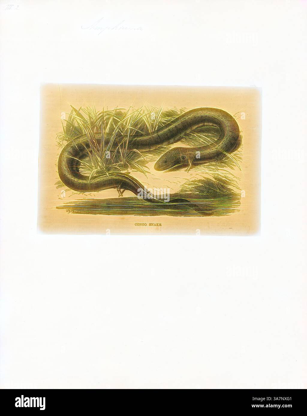 A detailed illustration of a large, serpentine creature resting among ...