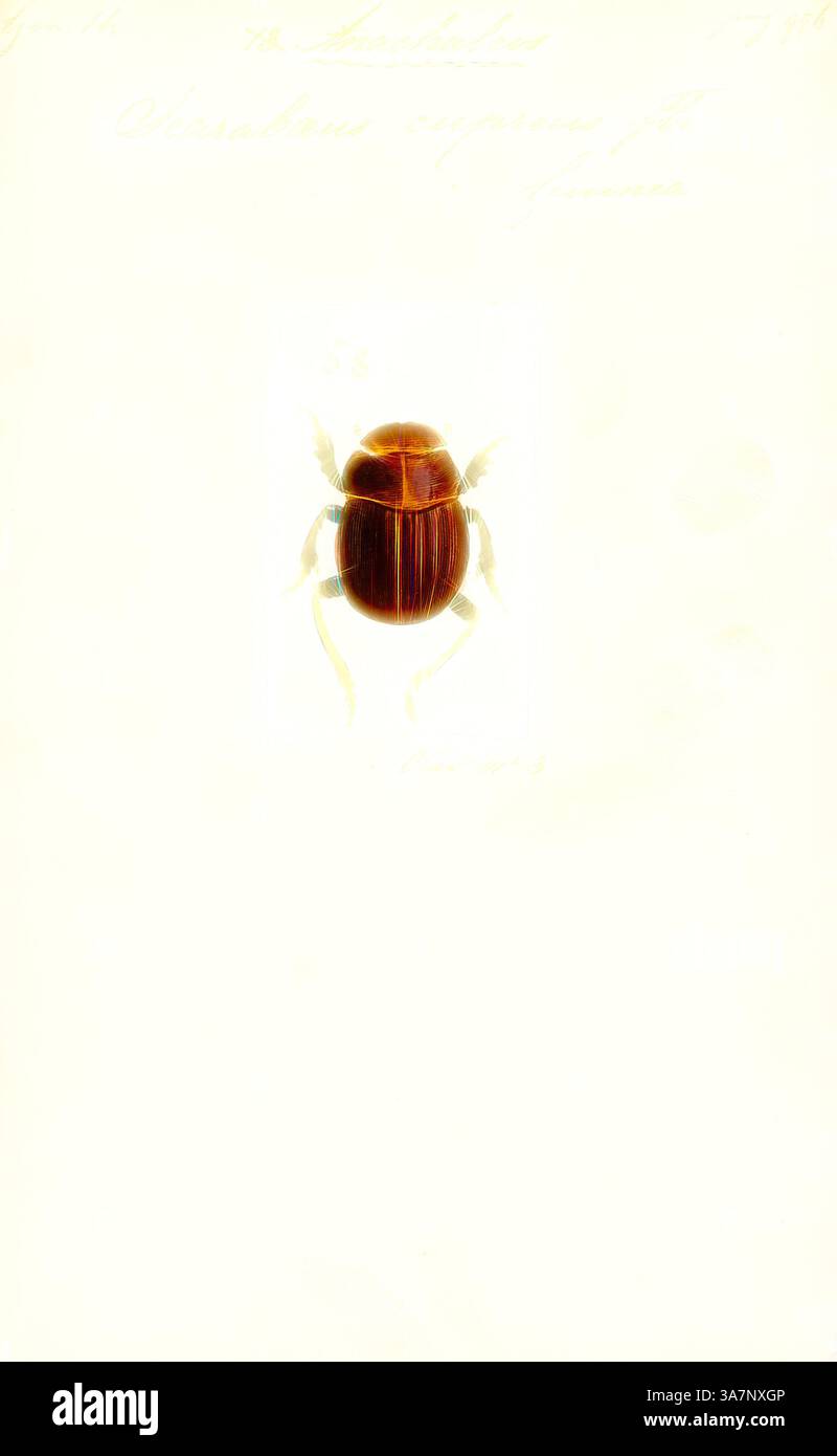 A detailed illustration of a beetle, showcasing its smooth, glossy ...