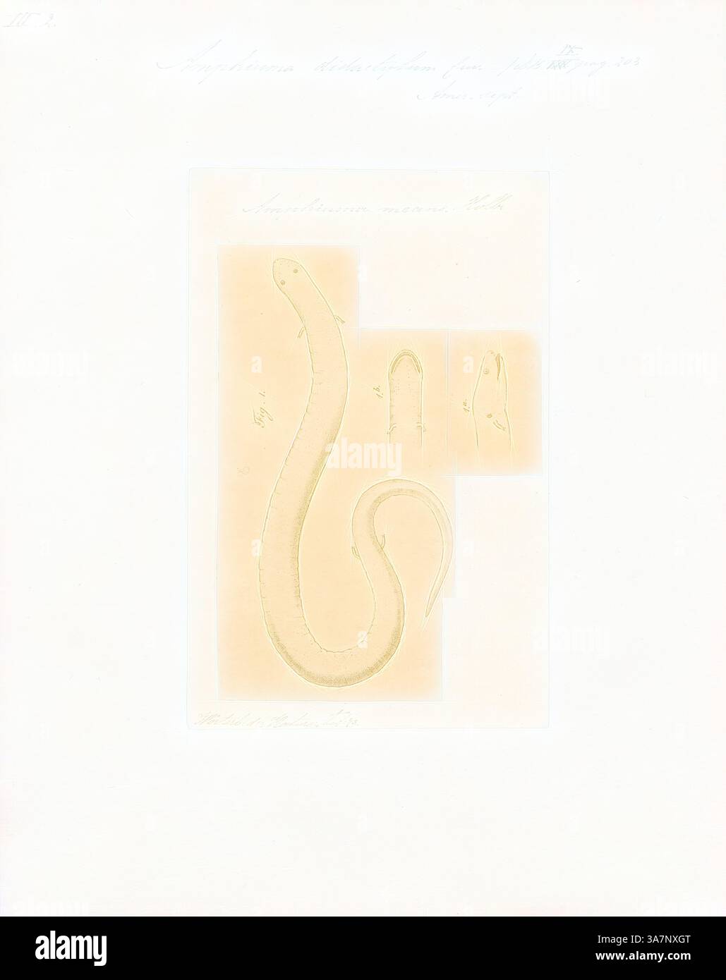 An illustration featuring a detailed representation of a snake ...