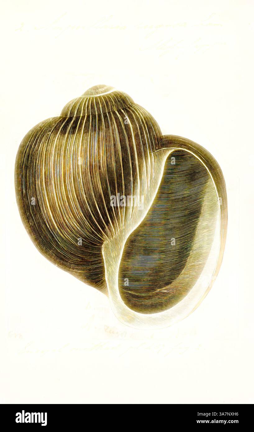 A beautifully detailed representation of a shell, showcasing its ...