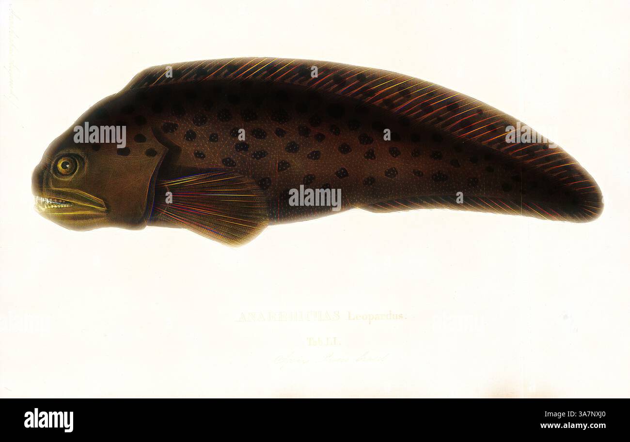 An intricately detailed depiction of a leopard grouper, showcasing its ...