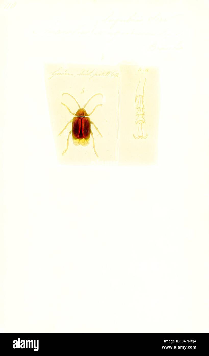 A detailed illustration of a beetle, showcasing its distinct features ...