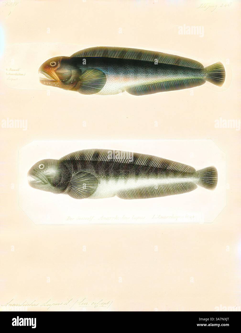 An illustration featuring two distinct fish species, each with unique ...