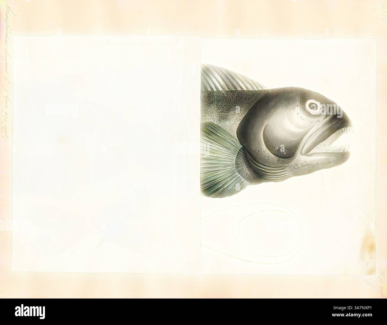 A detailed illustration of a fish, showcasing its intricate features ...