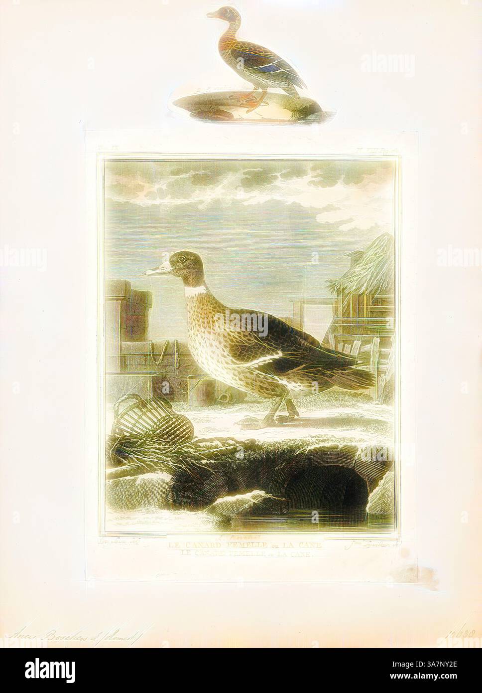 A detailed illustration of a duck standing near a rocky shore ...