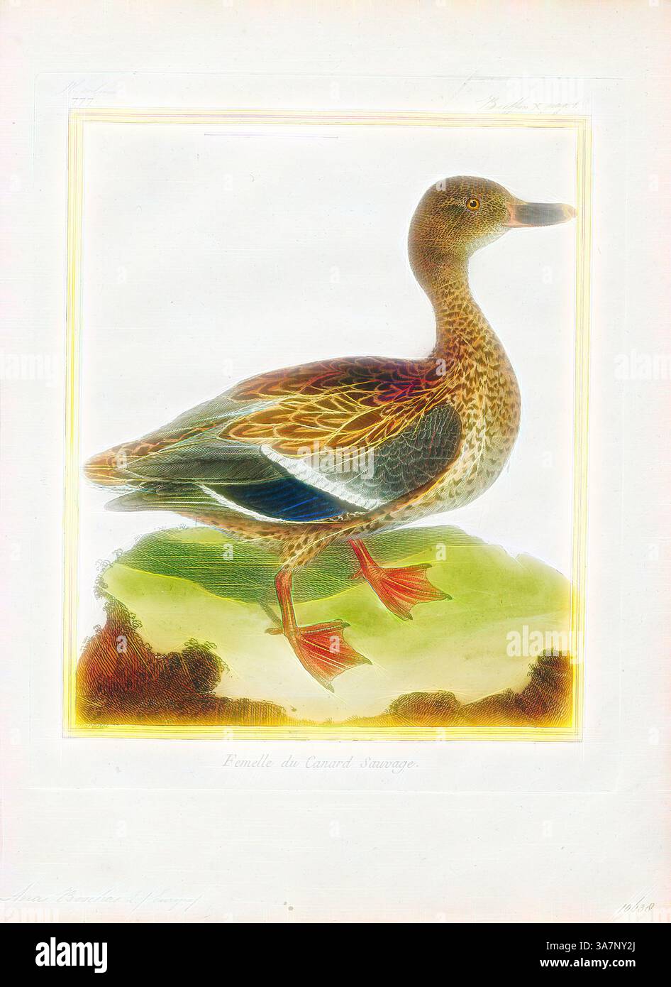 A detailed illustration of a duck standing on a rock, showcasing its ...