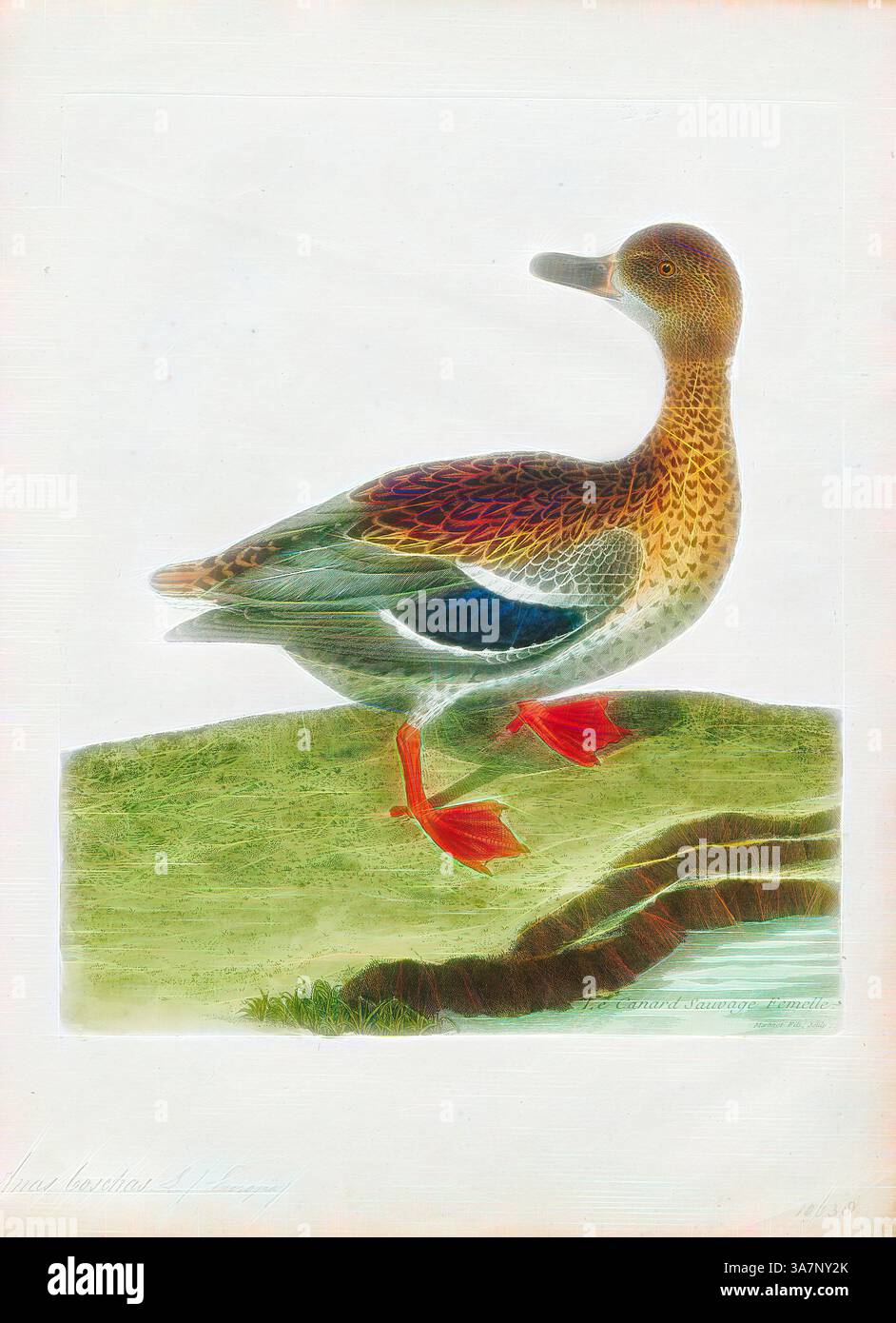 A beautifully detailed illustration of a duck, showcasing its vibrant ...