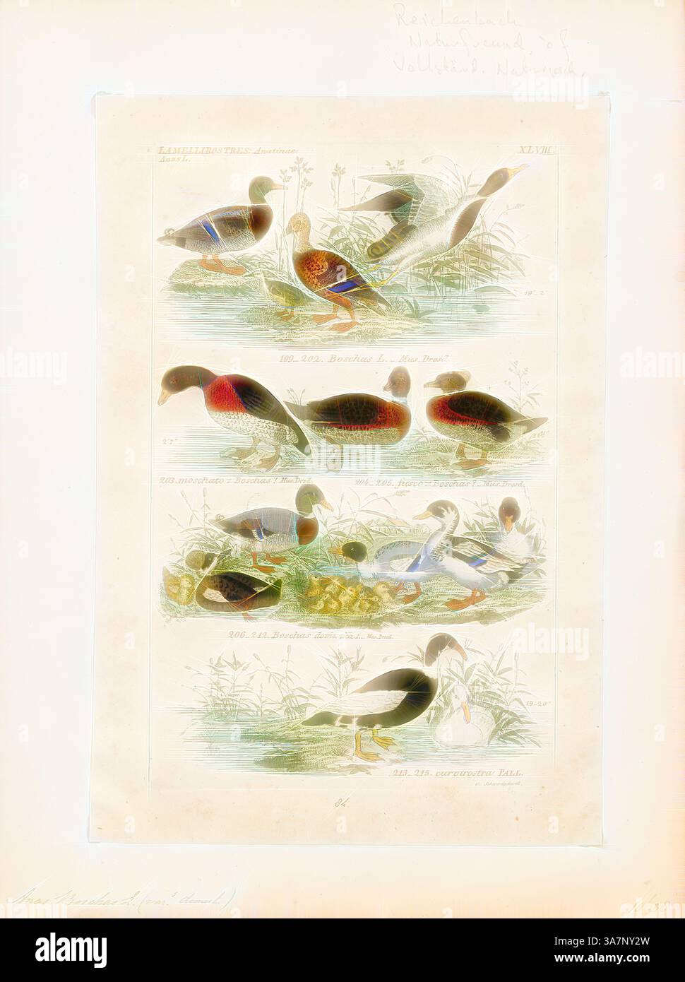 A collection of illustrated waterfowl featuring various species of ...