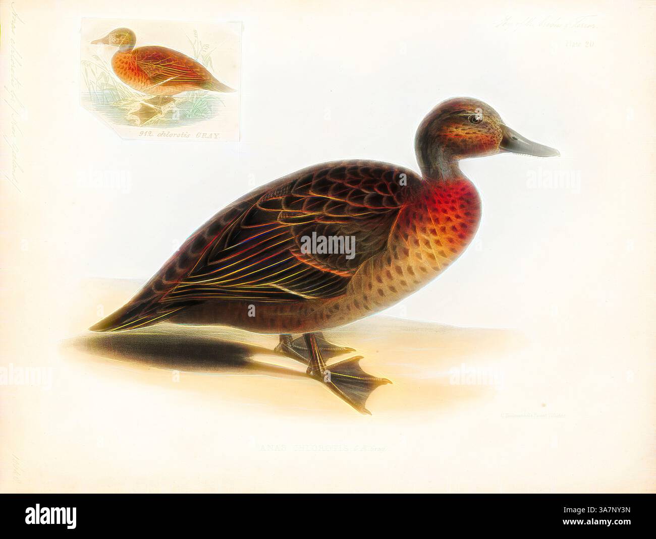 A beautifully illustrated duck with a striking combination of reddish ...
