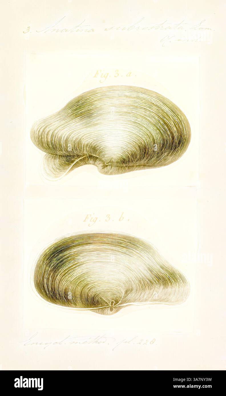 Two detailed illustrations of a bivalve shell, showcasing distinct ...