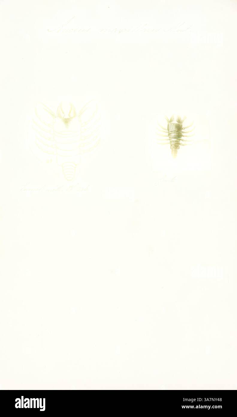 Two delicate illustrations of a crustacean, showcasing intricate ...