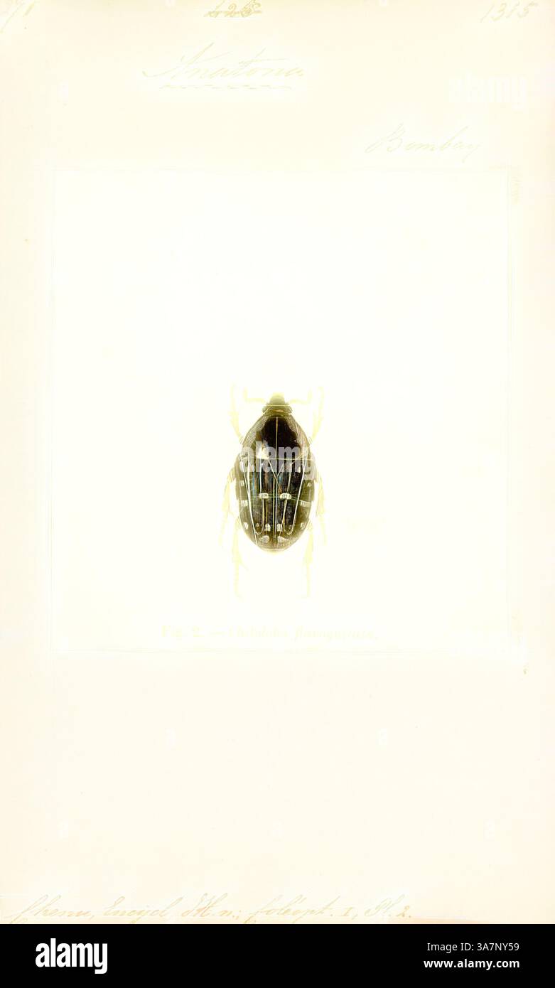 An intricately detailed illustration of a beetle, showcasing its glossy ...