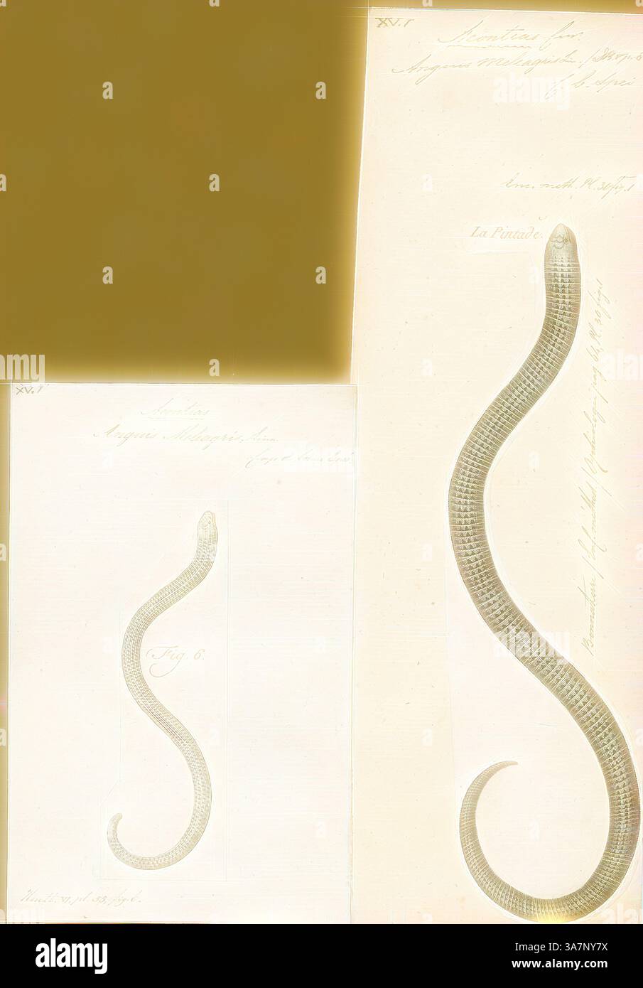 A detailed illustration depicting two elongated serpentine creatures ...