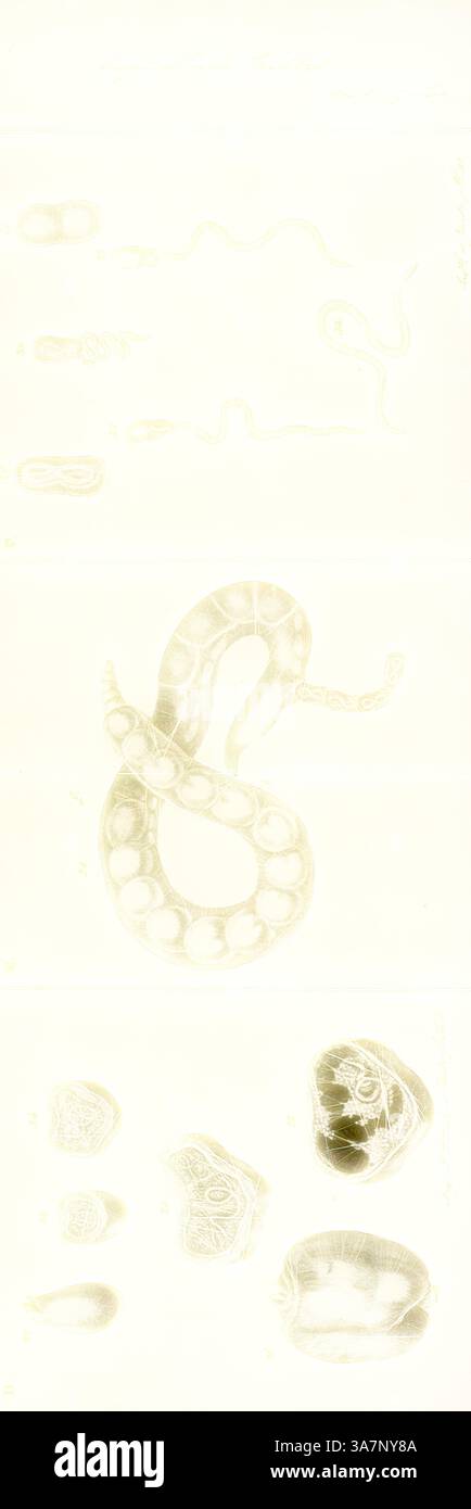A detailed anatomical illustration of a snake, showcasing its body ...