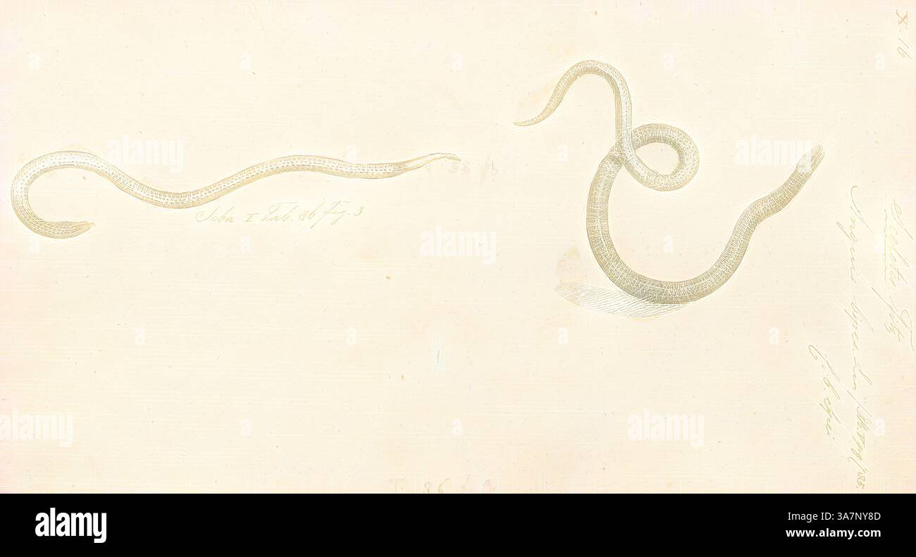 Two elongated serpents are illustrated, featuring intricate details in ...