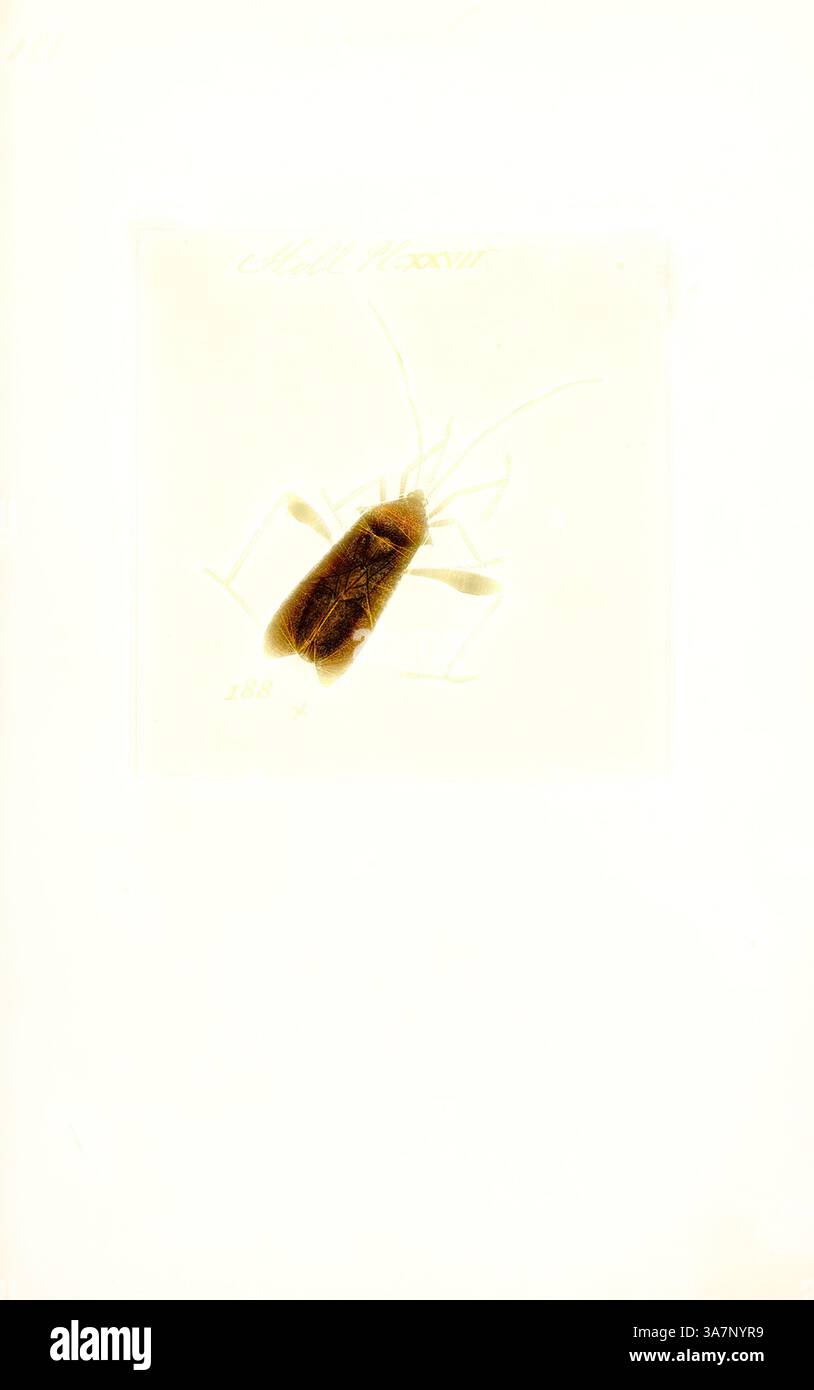 A detailed illustration of a moth, showcasing its distinctive body ...