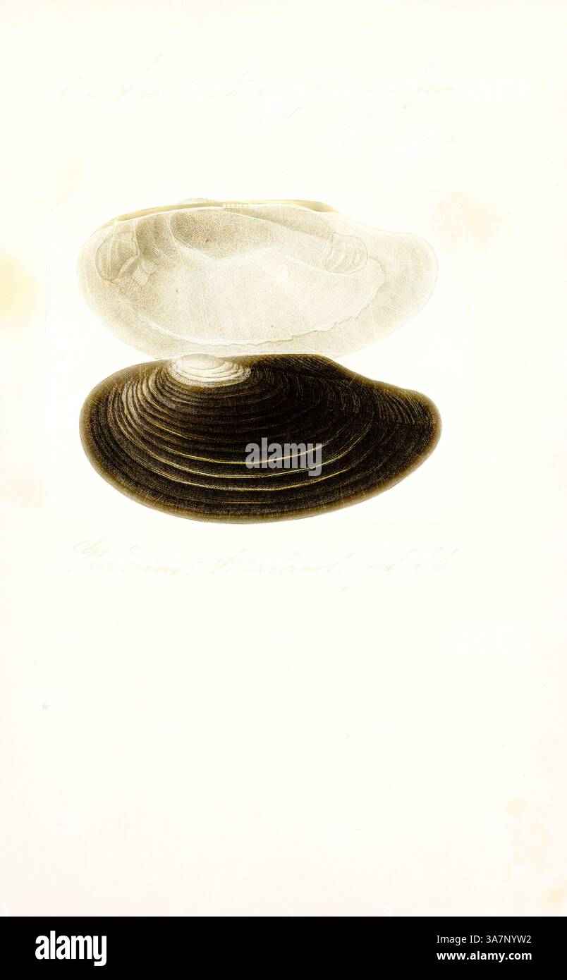 A detailed illustration of two distinct shells, showcasing their unique ...