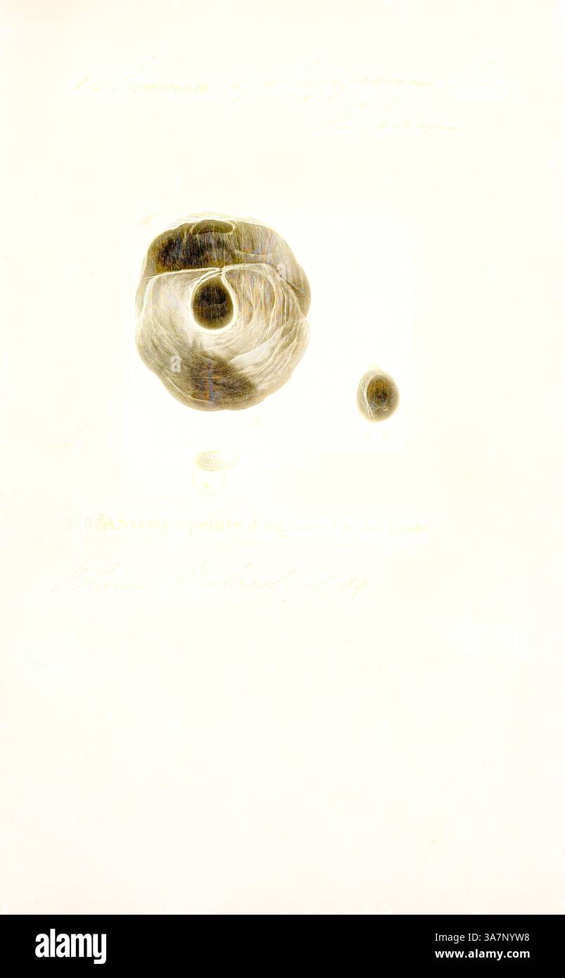 The illustration features a detailed representation of a shell ...