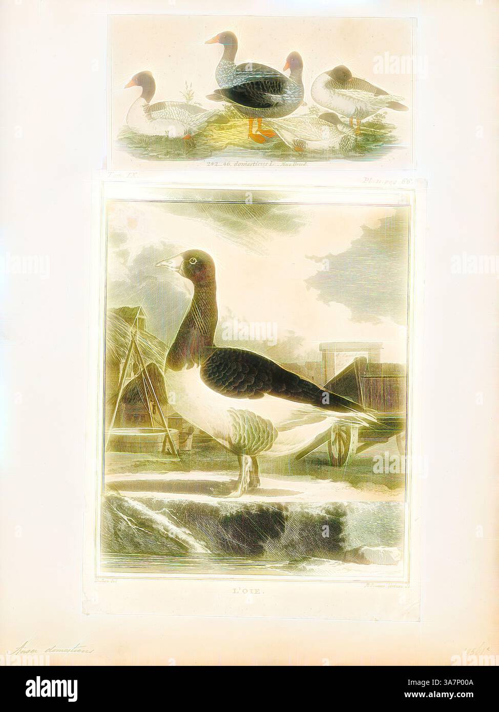 A detailed illustration featuring various duck species, with one ...