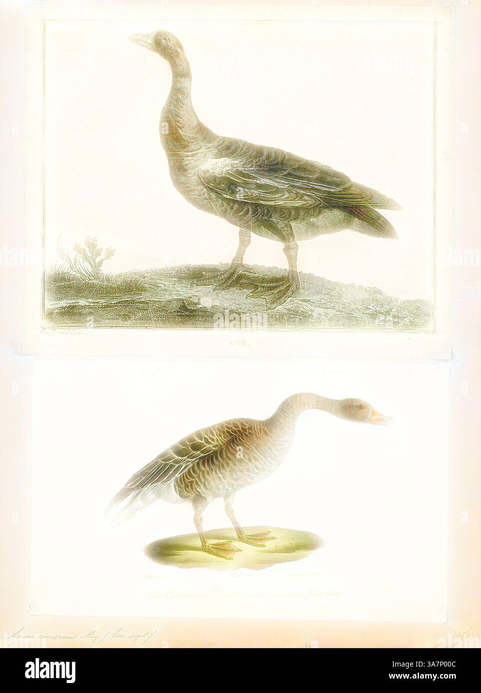 An illustration of two distinct species of geese, each depicted with ...