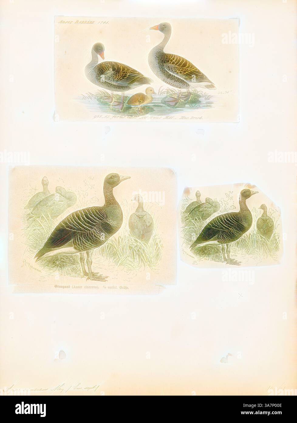 A collection of detailed illustrations featuring various species of ...