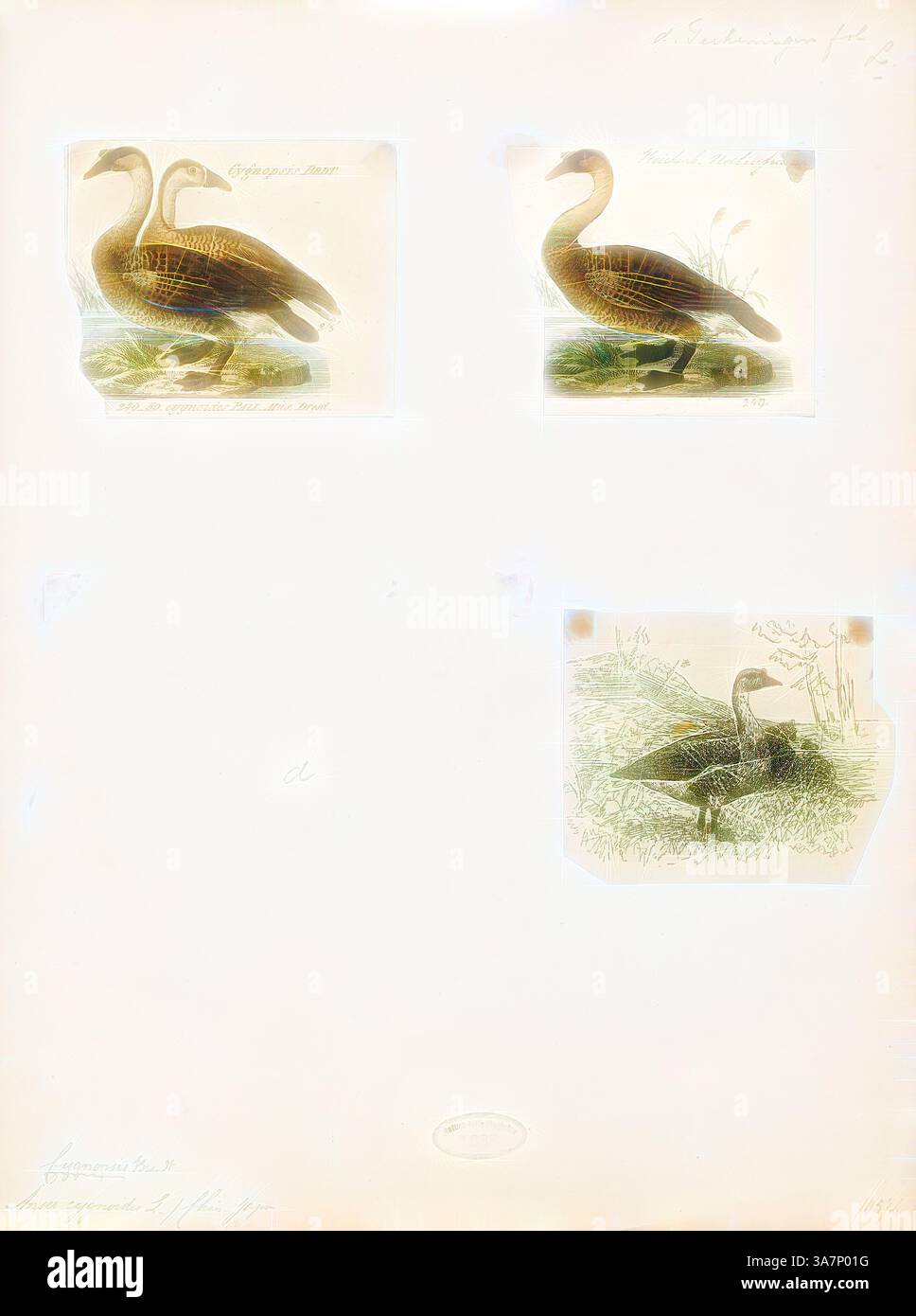 An artistic display featuring three illustrations of a duck species ...
