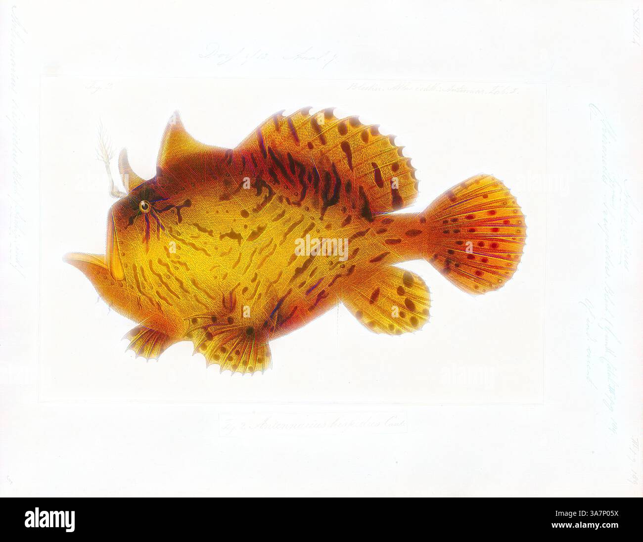 A beautifully detailed illustration of a vibrant fish, showcasing ...
