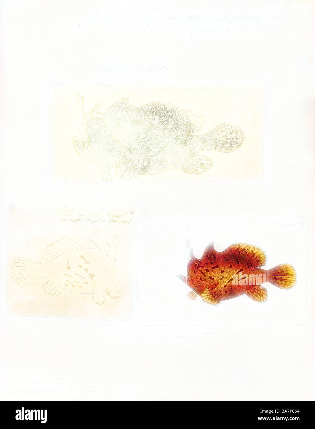 Three intricately detailed illustrations of fish, showcasing various ...