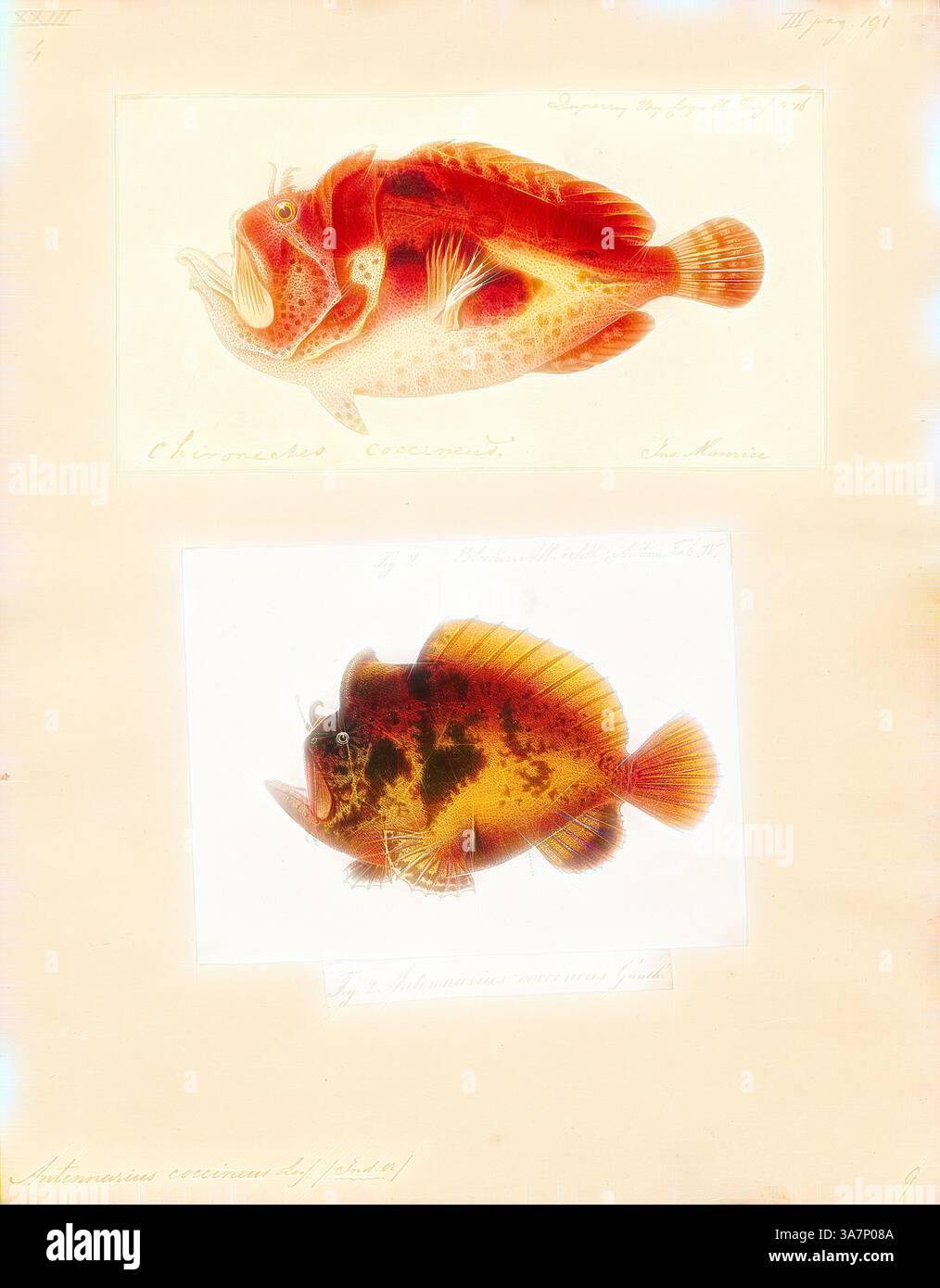 Two different species labeled hi-res stock photography and images - Alamy