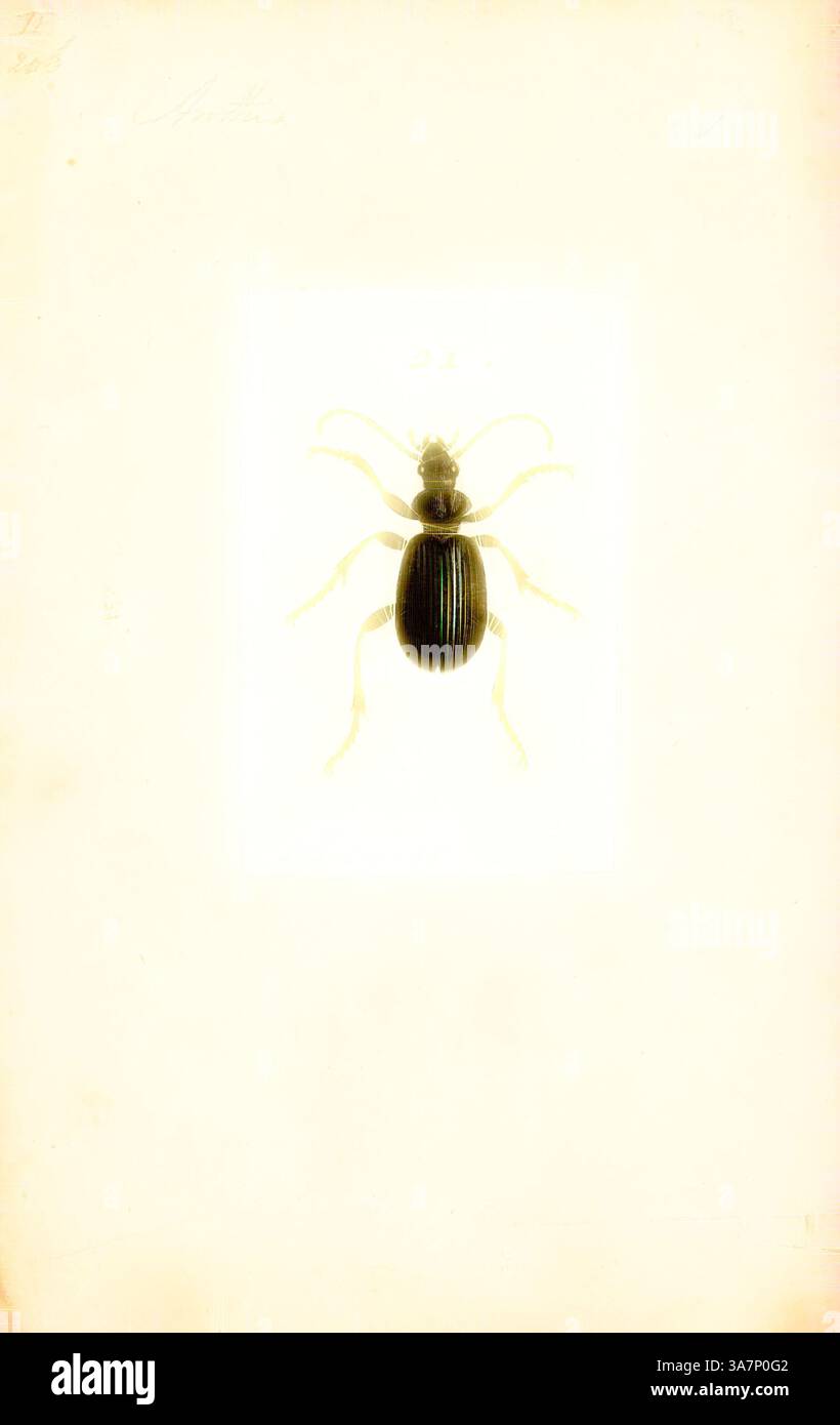 A finely detailed depiction of a beetle, showcasing its distinct body ...