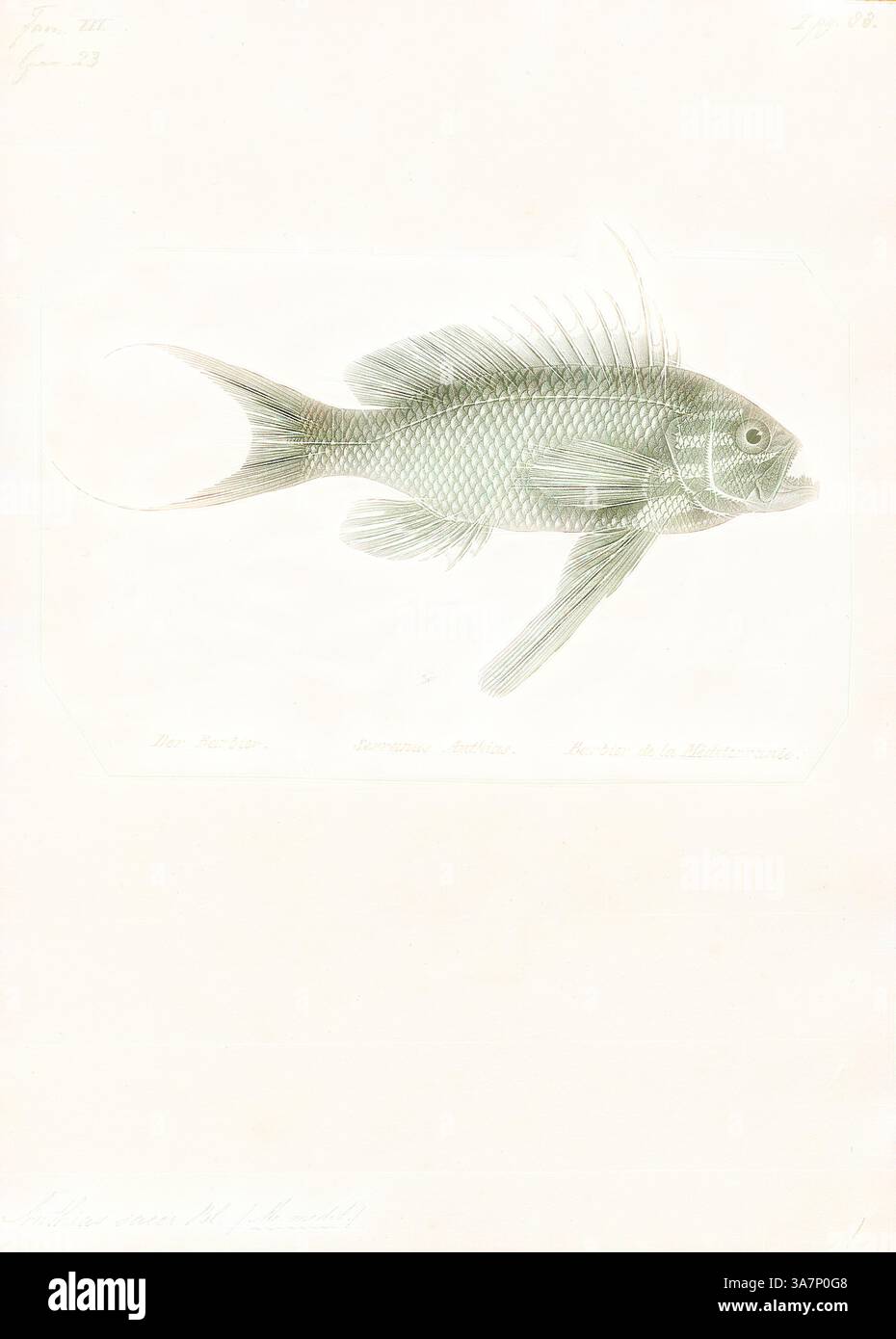 A detailed illustration of a fish, showcasing its distinctive features ...