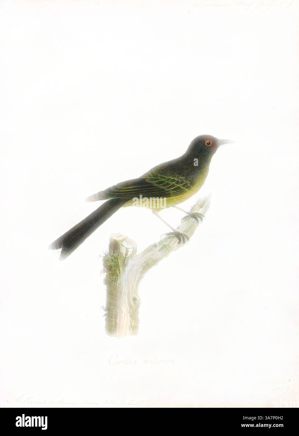 A small bird perches gracefully on a slender branch, showcasing ...