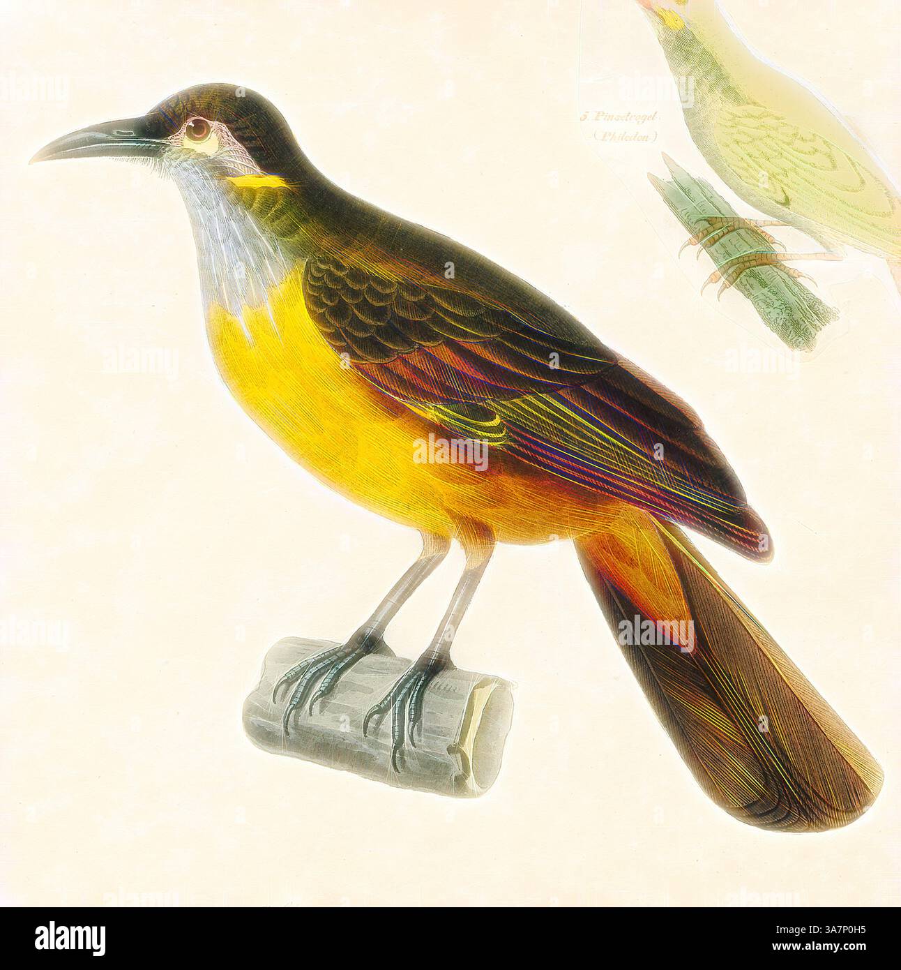 A vibrant bird perched on a natural-looking log, showcasing a striking ...