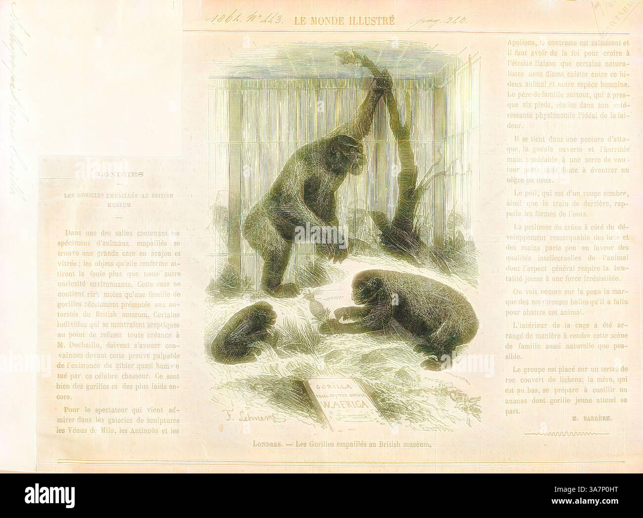 A historic illustration depicts a scene featuring gorillas in a natural ...