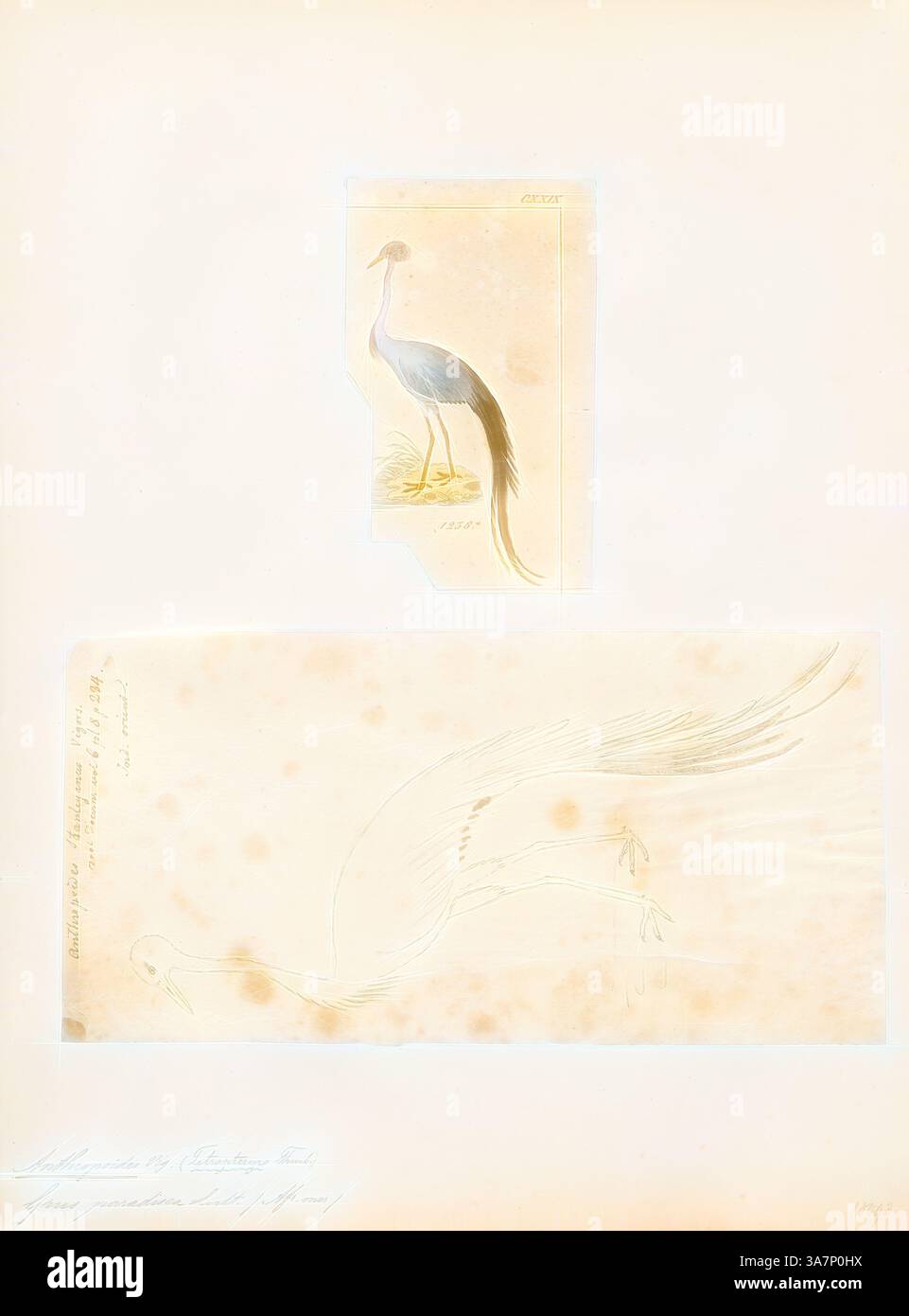 A delicate illustration displaying two elegant birds, one depicted in a ...