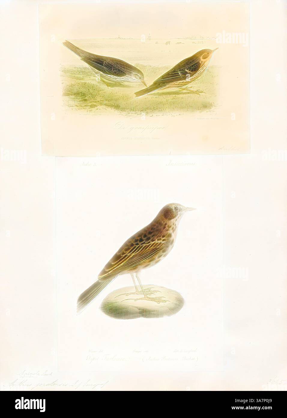 Birds anatomy reflect hi-res stock photography and images - Alamy