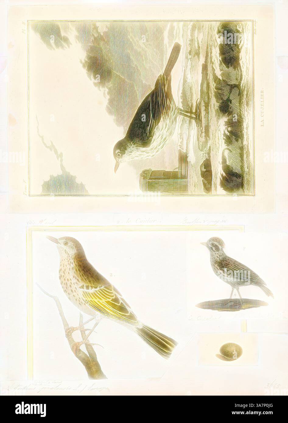 A collection of bird illustrations featuring detailed depictions of two ...