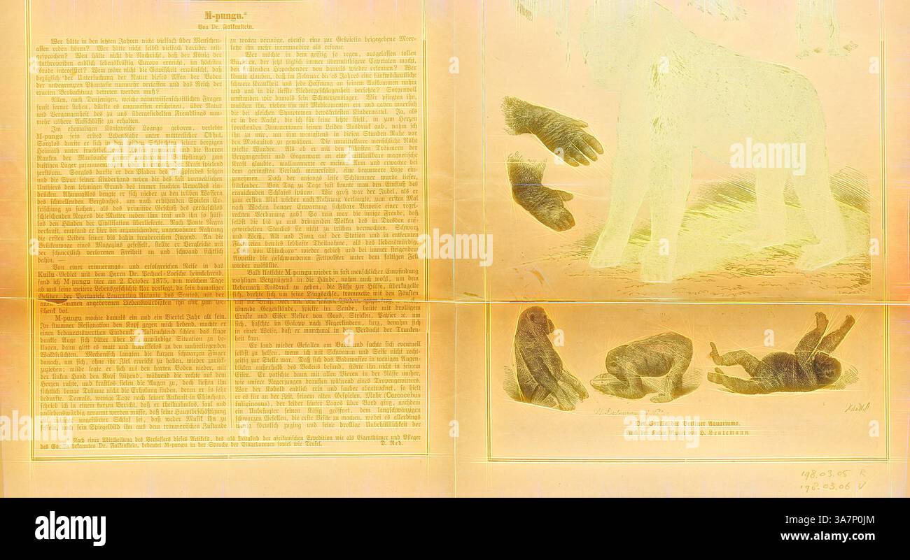 A historical document features illustrations of various animal forms ...