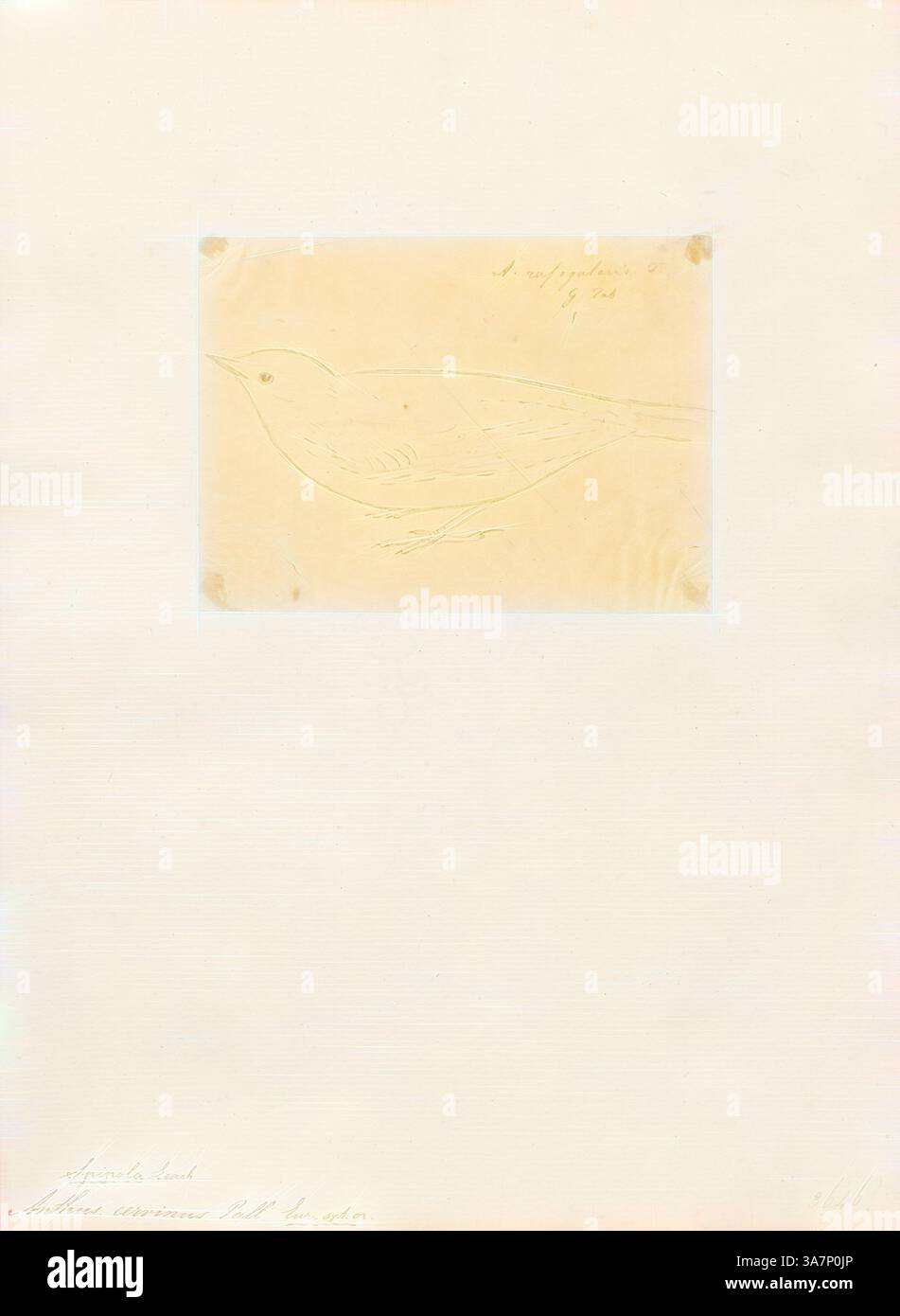 An intricate etching of a bird, detailed with delicate line work ...