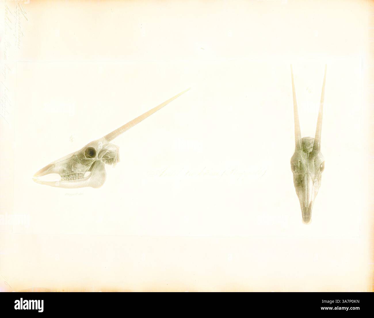 Two distinct animal skulls hi-res stock photography and images - Alamy