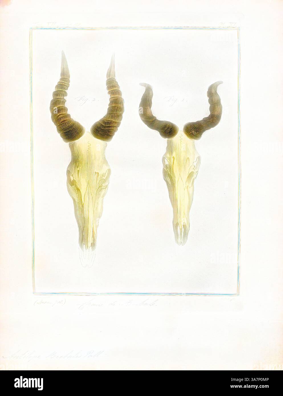 A pair of animal skulls featuring prominent, curled horns, displayed ...