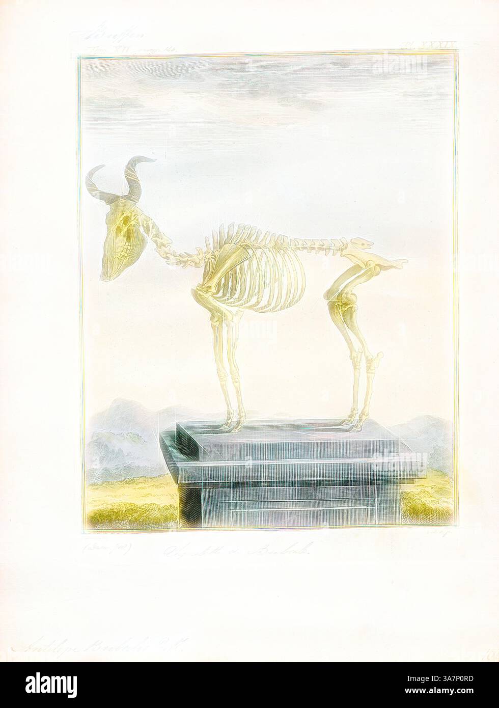 A skeleton of a goat stands upright on a pedestal, its bones delicately ...