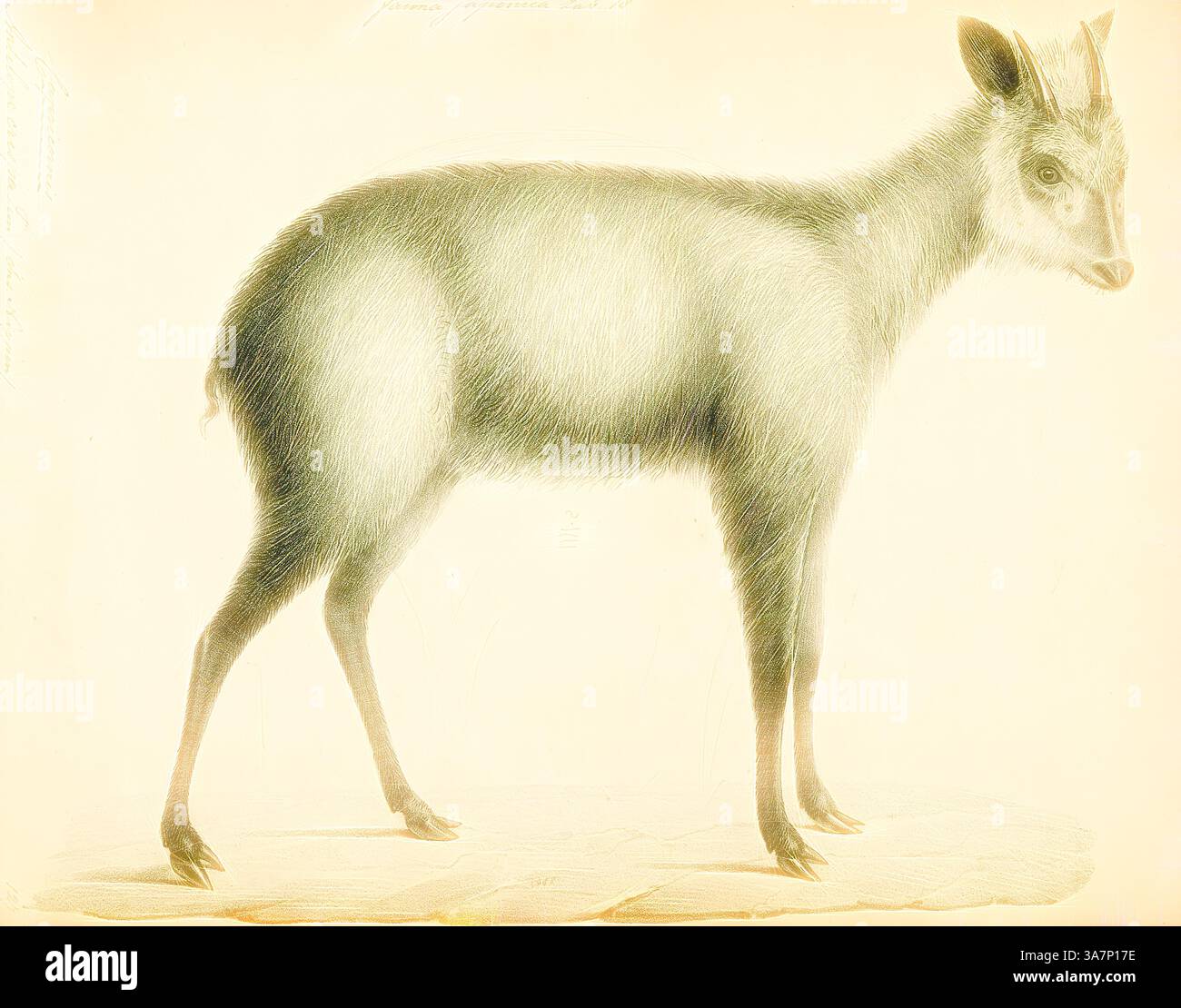 A gracefully depicted slender animal with distinct features, standing ...