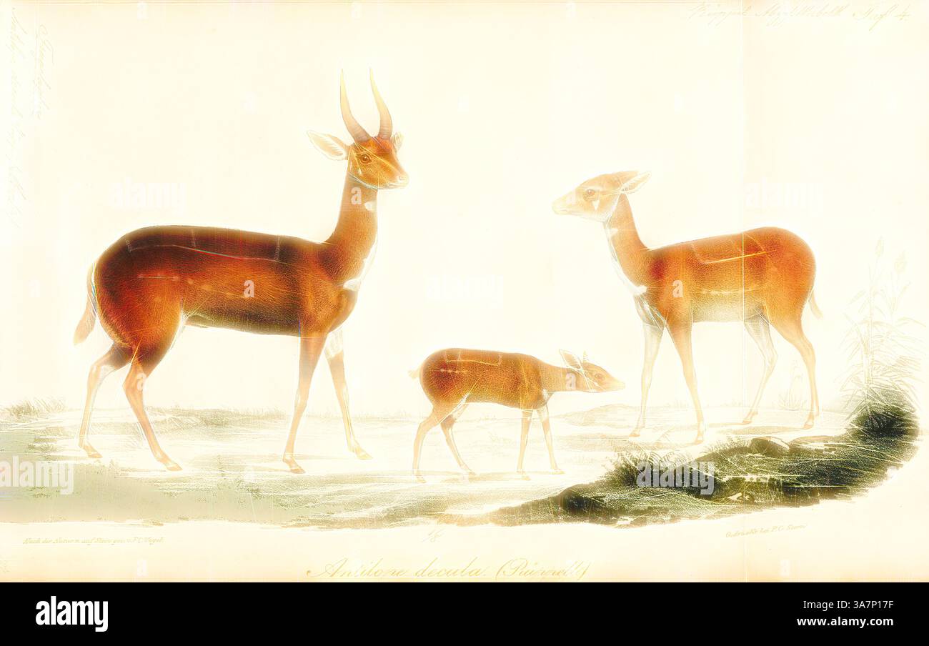 Trio of graceful antelopes hi-res stock photography and images - Alamy